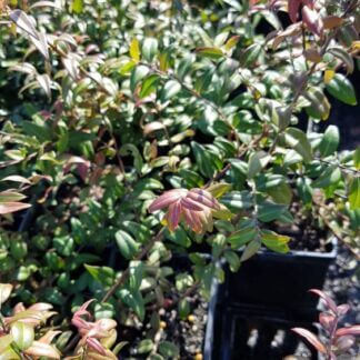 Austromyrtus Dulcis buy online - Able Nursery - Gold Coast | Brisbane
