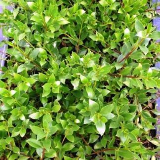 Myoporum elipticum buy online - Able Nursery | Brisbane | Gold Coast