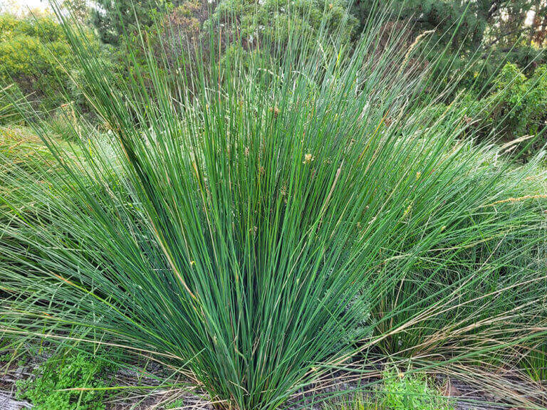 Ficinia Nodosa Buy online - Able Nursery - Gold Coast | Brisbane