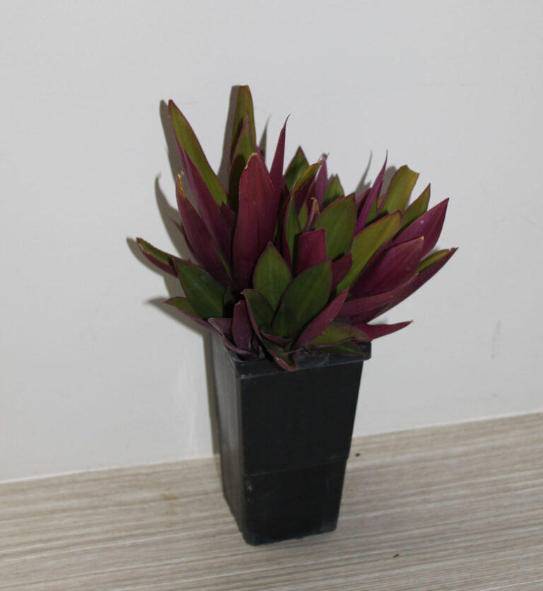 Tradescantia spathacea dwarf - buy rhoeo plants online