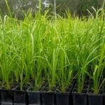 Lomandra Hystrix - mat rush plants buy online | Able Nursery