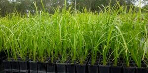 Lomandra Hystrix - mat rush plants buy online | Able Nursery
