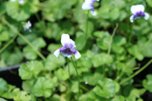 Viola hederacea - buy native violet plants online 6 for $39