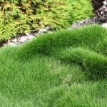 Zoysia Tenuifolia - Buy no-mow grass plants online 6 for $39