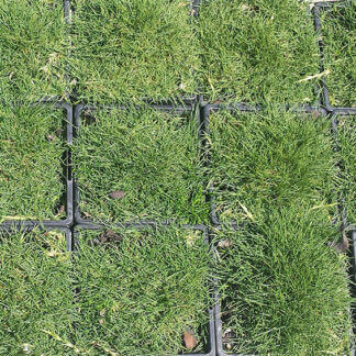 Zoysia Tenuifolia - Buy no-mow grass plants online 6 for $39