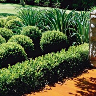 Buxus microphylla japonica - japanese box buy online | Able Nursery