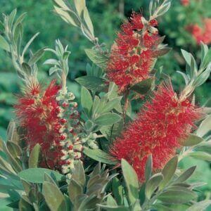 Products | Able Nursery | Trees | Groundcovers | Tropical & Natives