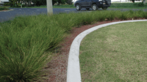 Lomandra Shara™ buy online - Able Nursery | Gold Coast | Brisbane