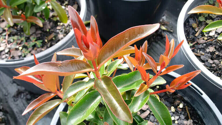 Metrosideros Fiji Fire buy online - Able Nursery - Gold Coast | Brisbane