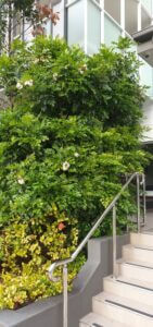 Radermachera summerscent Summerscent asian bell | Able Nursery